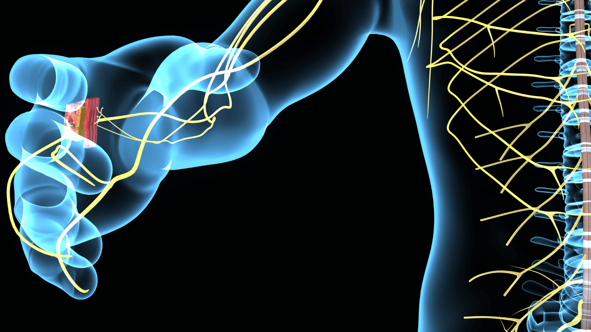 How Well Do You Know Your Nerves? - EMG Solutions