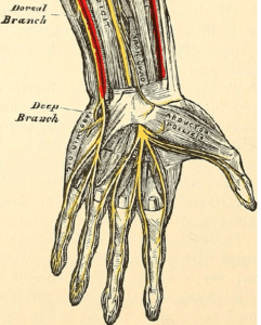 What do you Expect with an Ulnar Nerve Injury? - EMG Solutions